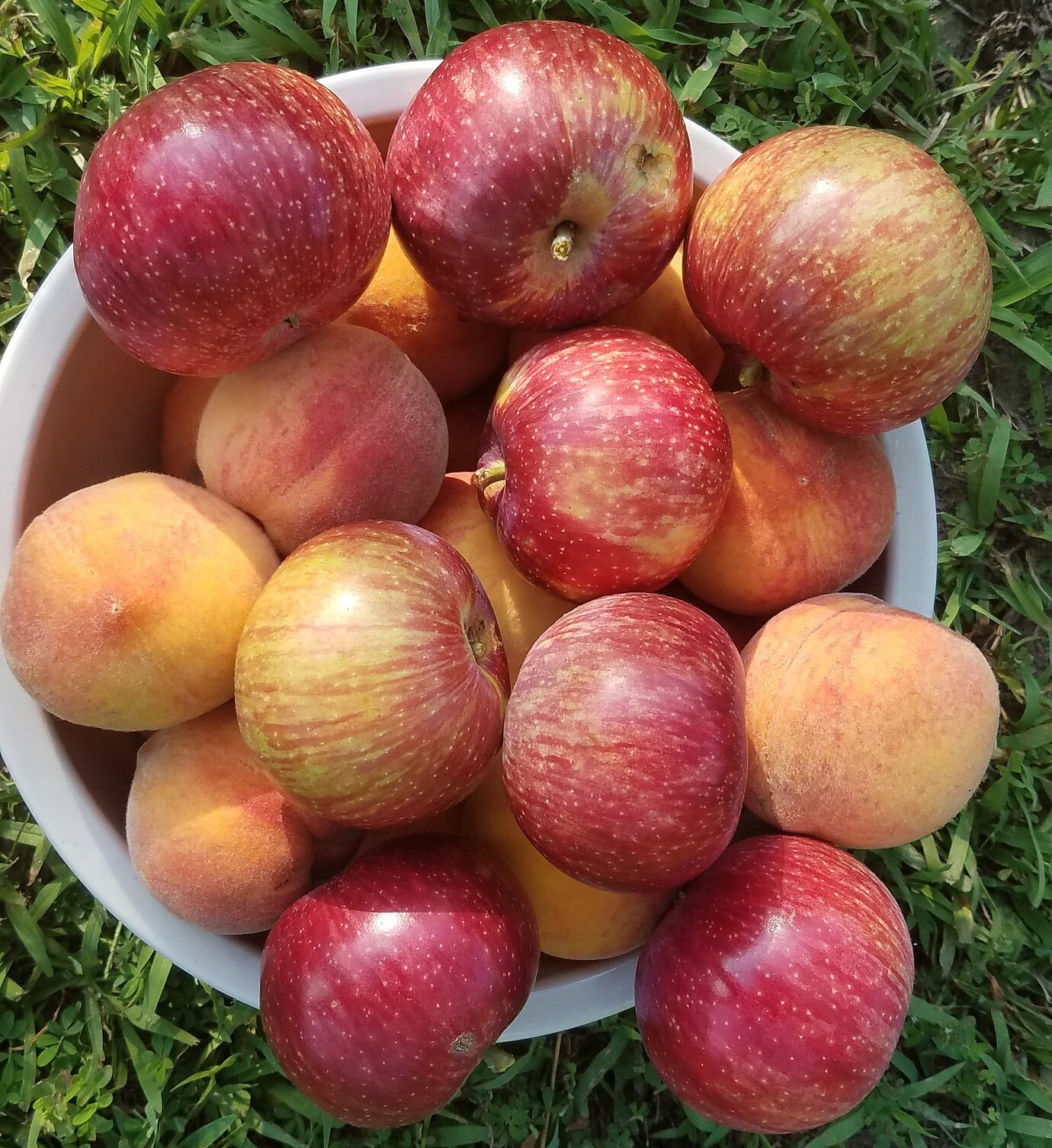 June Apples (the real ones) - General Fruit Growing - Growing Fruit