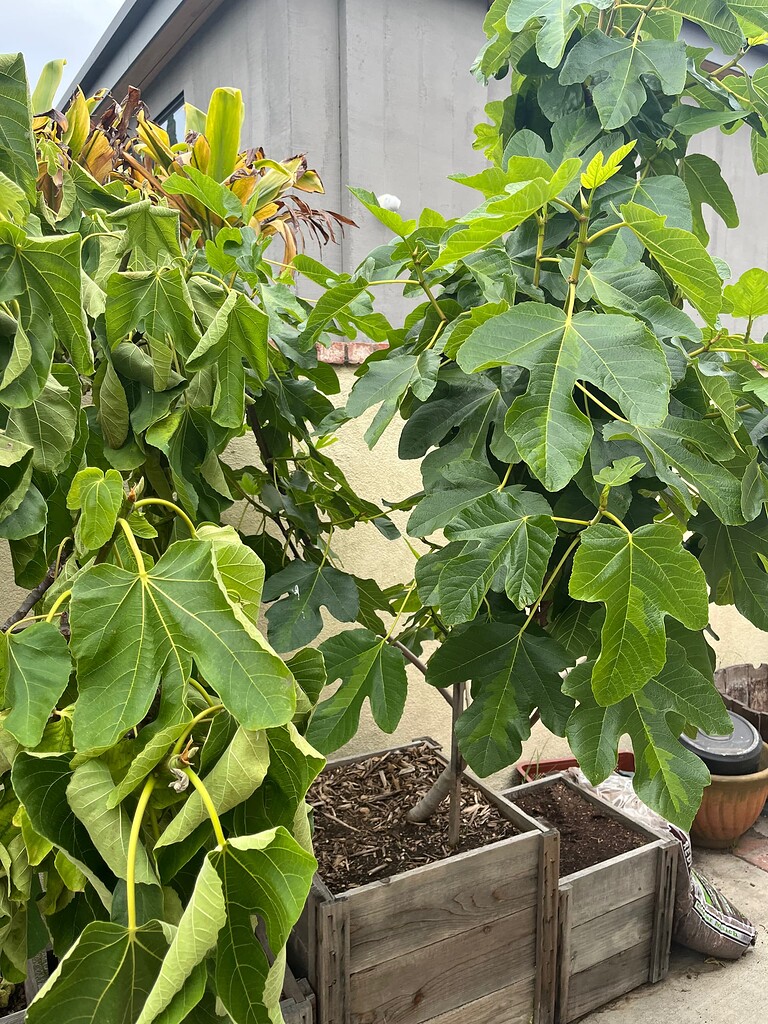 Fig leaves drooping - General Fruit Growing - Growing Fruit