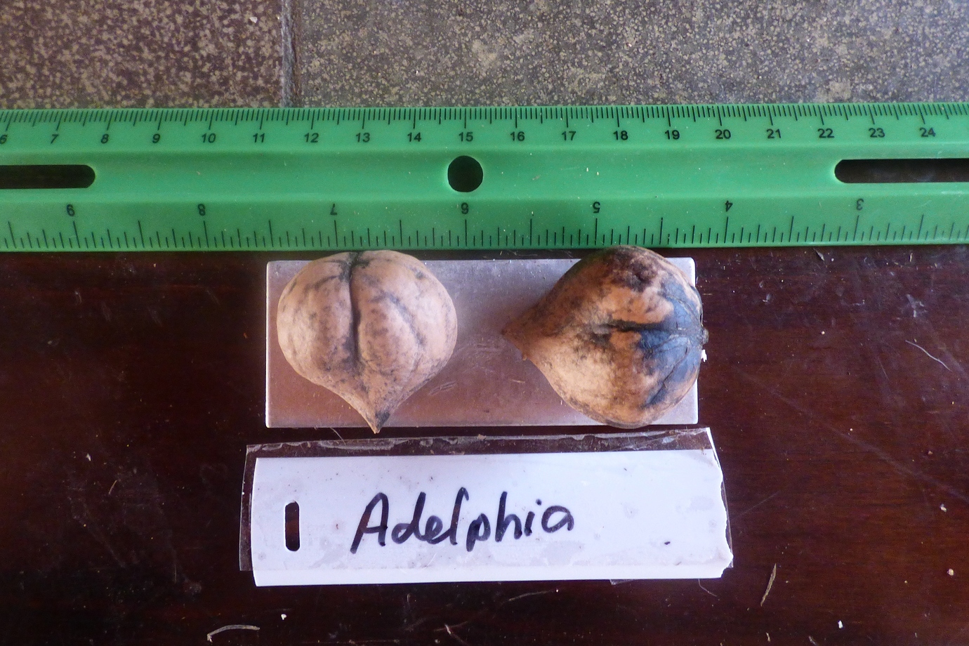 Heartnut - General Fruit Growing - Growing Fruit