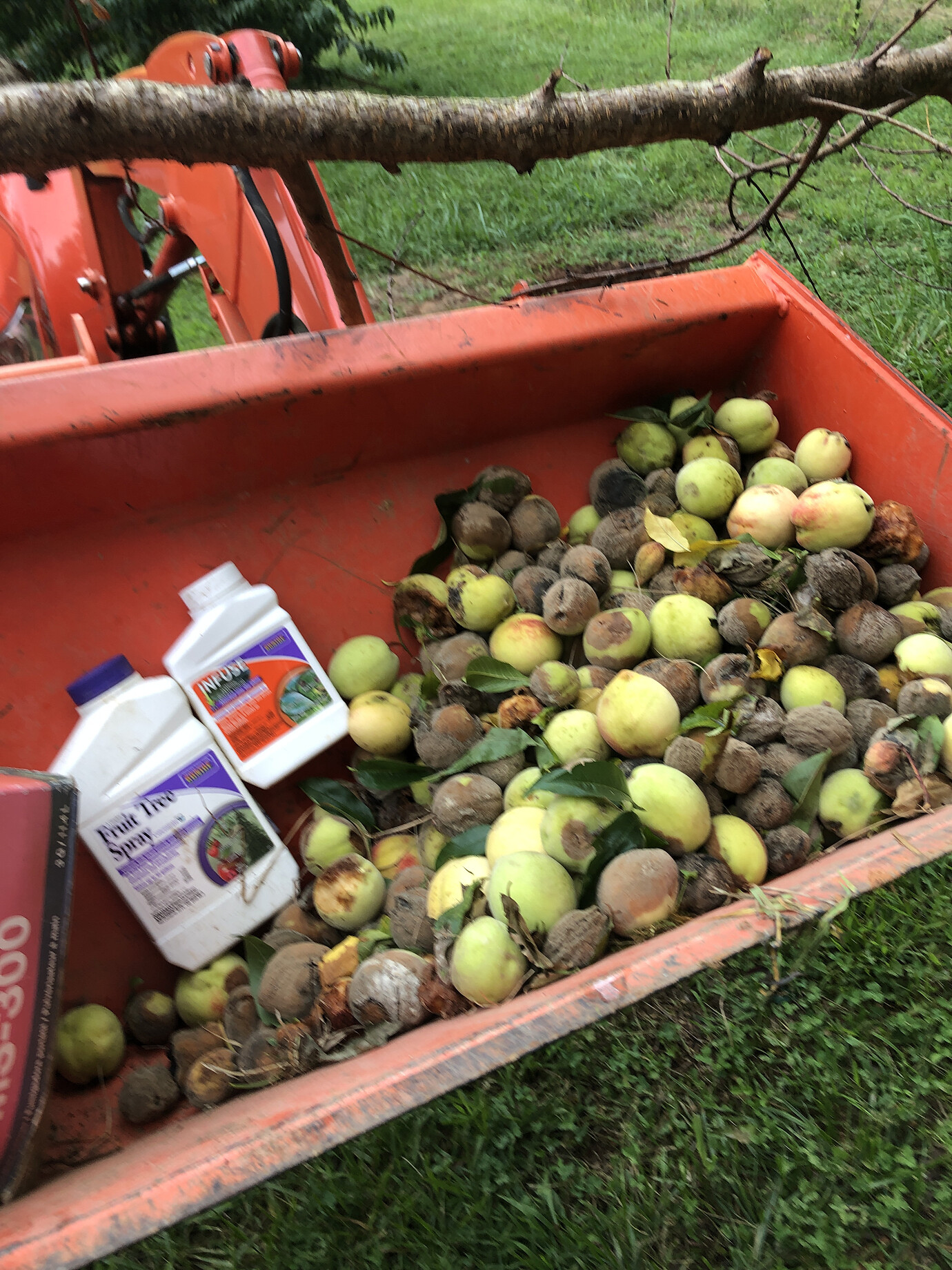 Peaches and pests - General Fruit Growing - Growing Fruit