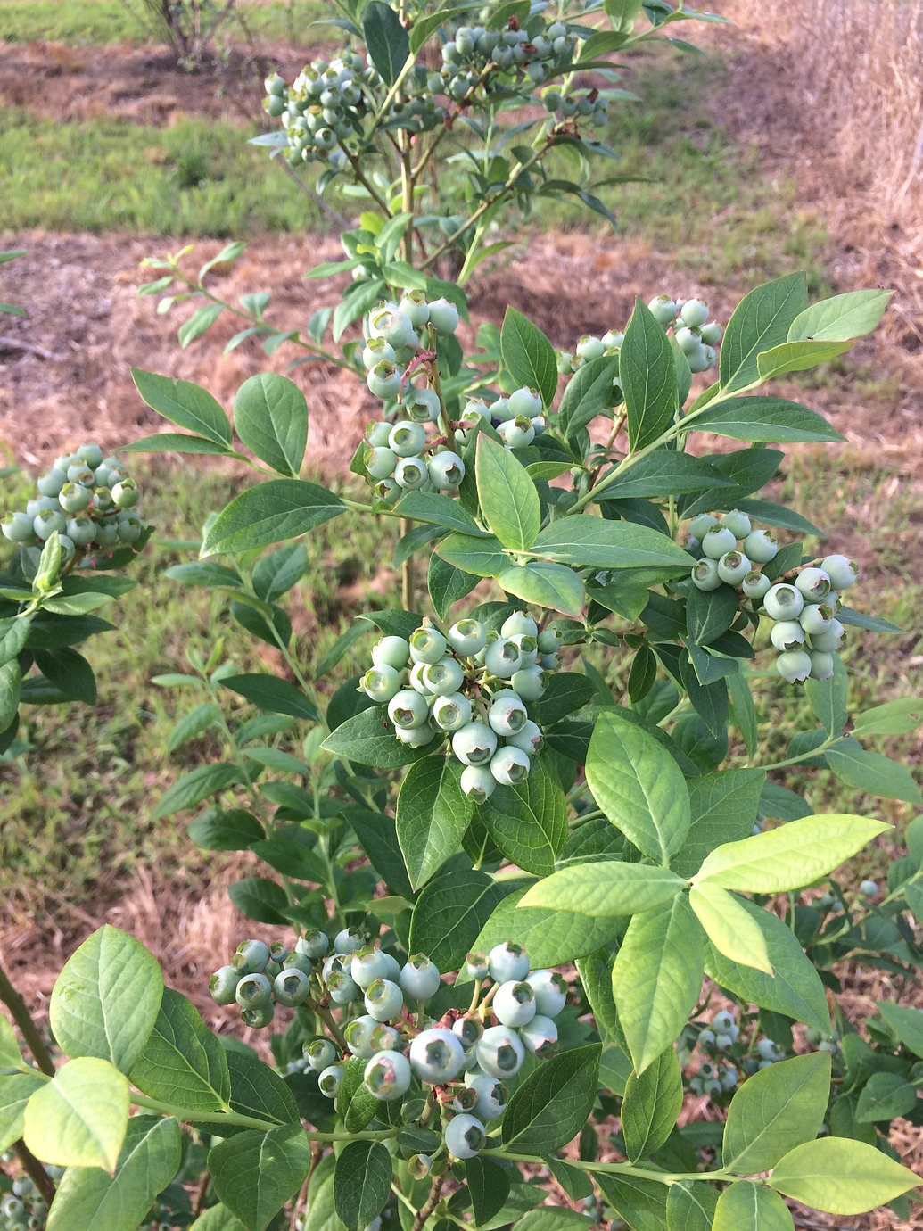 Blueberry Orchard today - Pictures! - Growing Fruit