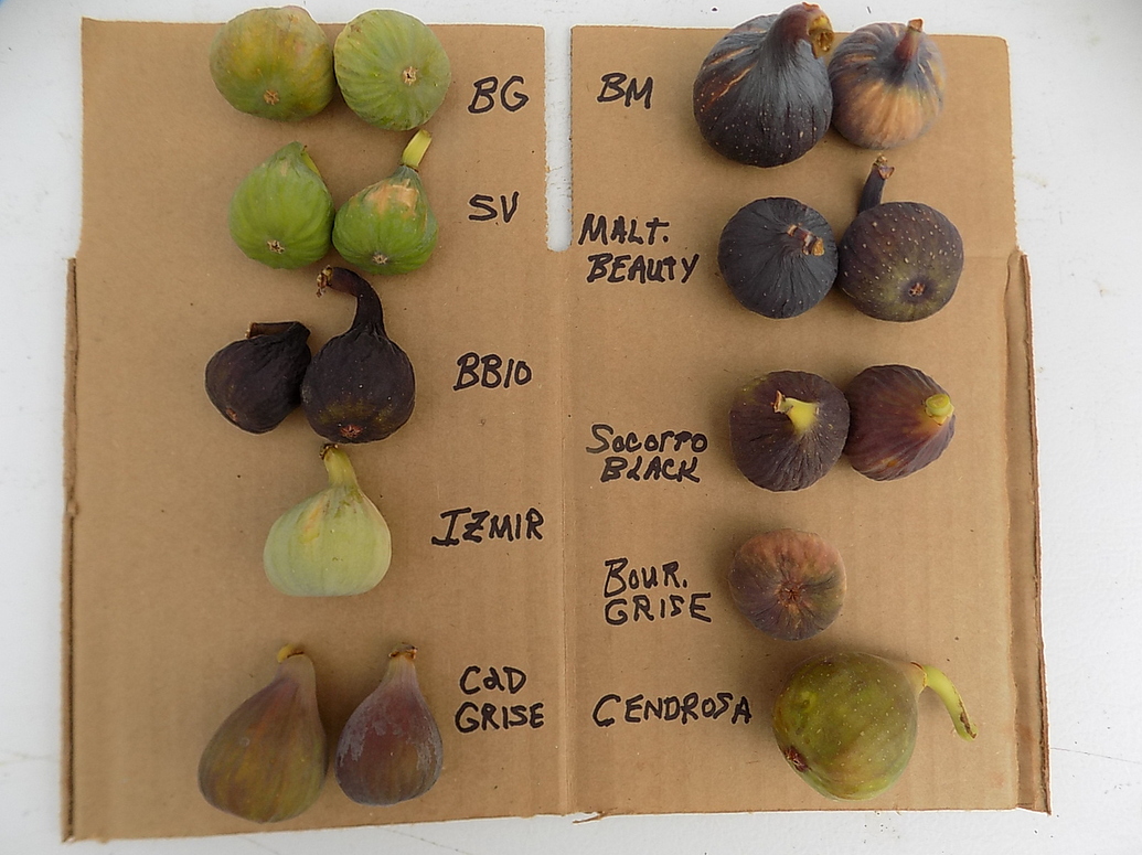 Some pretty pictures of 16 fig varieties ripe now - Page 2 - Pictures ...
