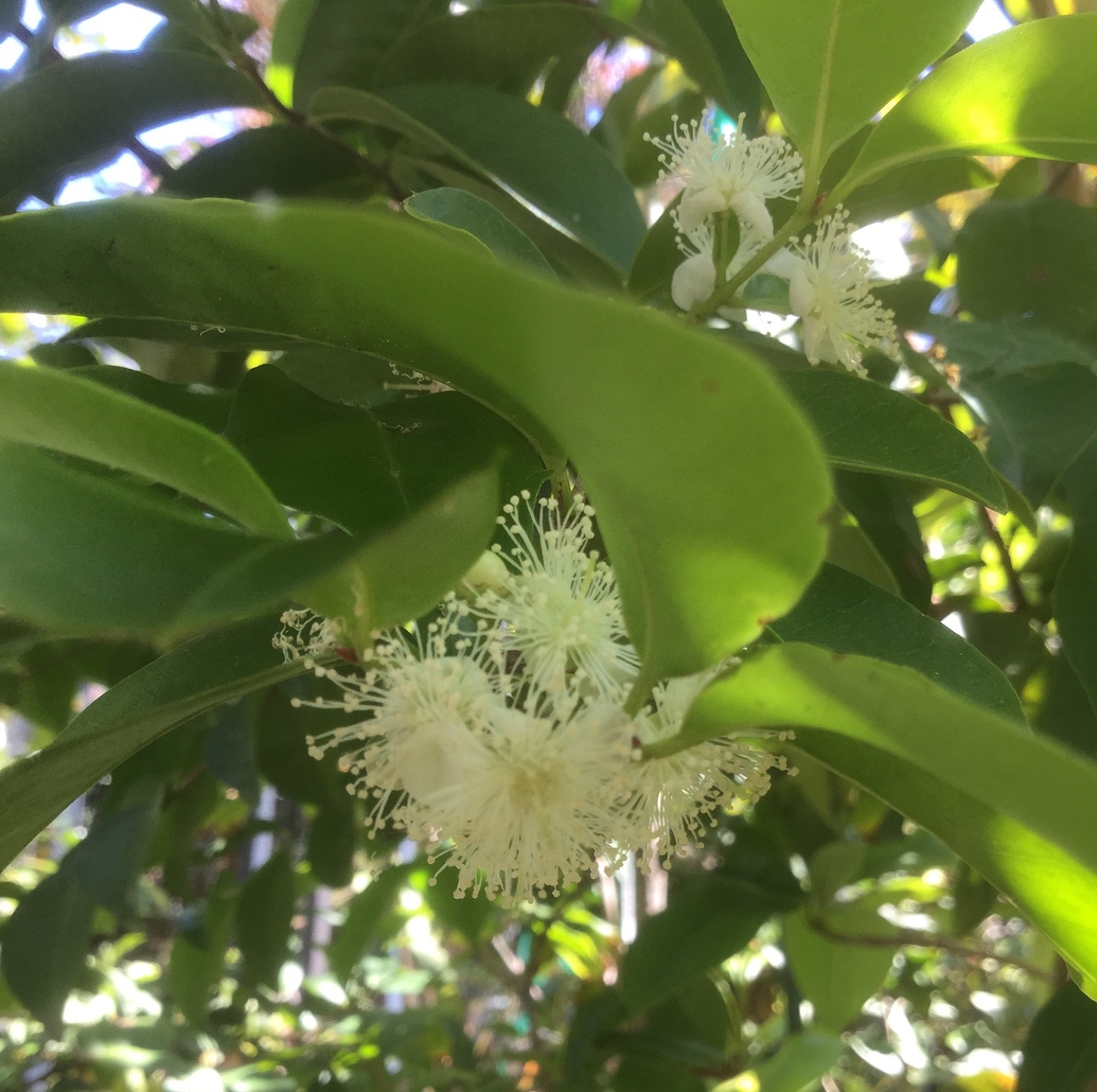 Purple Forest Guava - Psidium eugeniaefolia - General Fruit Growing ...