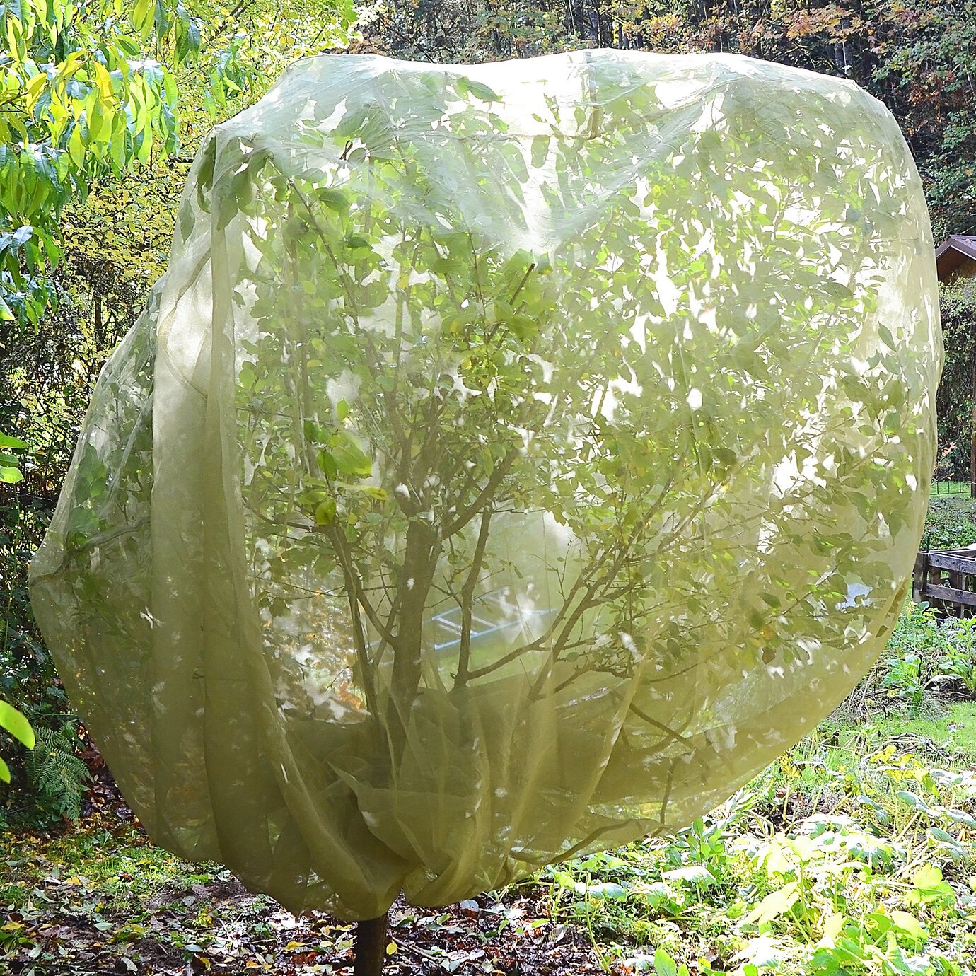 Fruit tree cover - General Fruit Growing - Growing Fruit