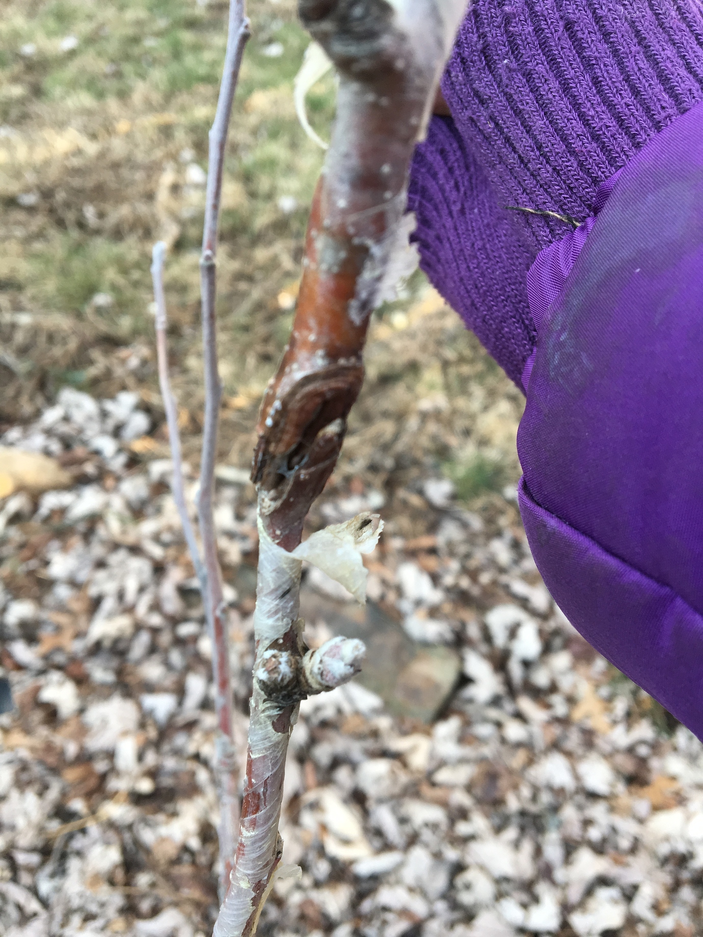 First year in the life of a scion - Page 2 - General Fruit Growing ...