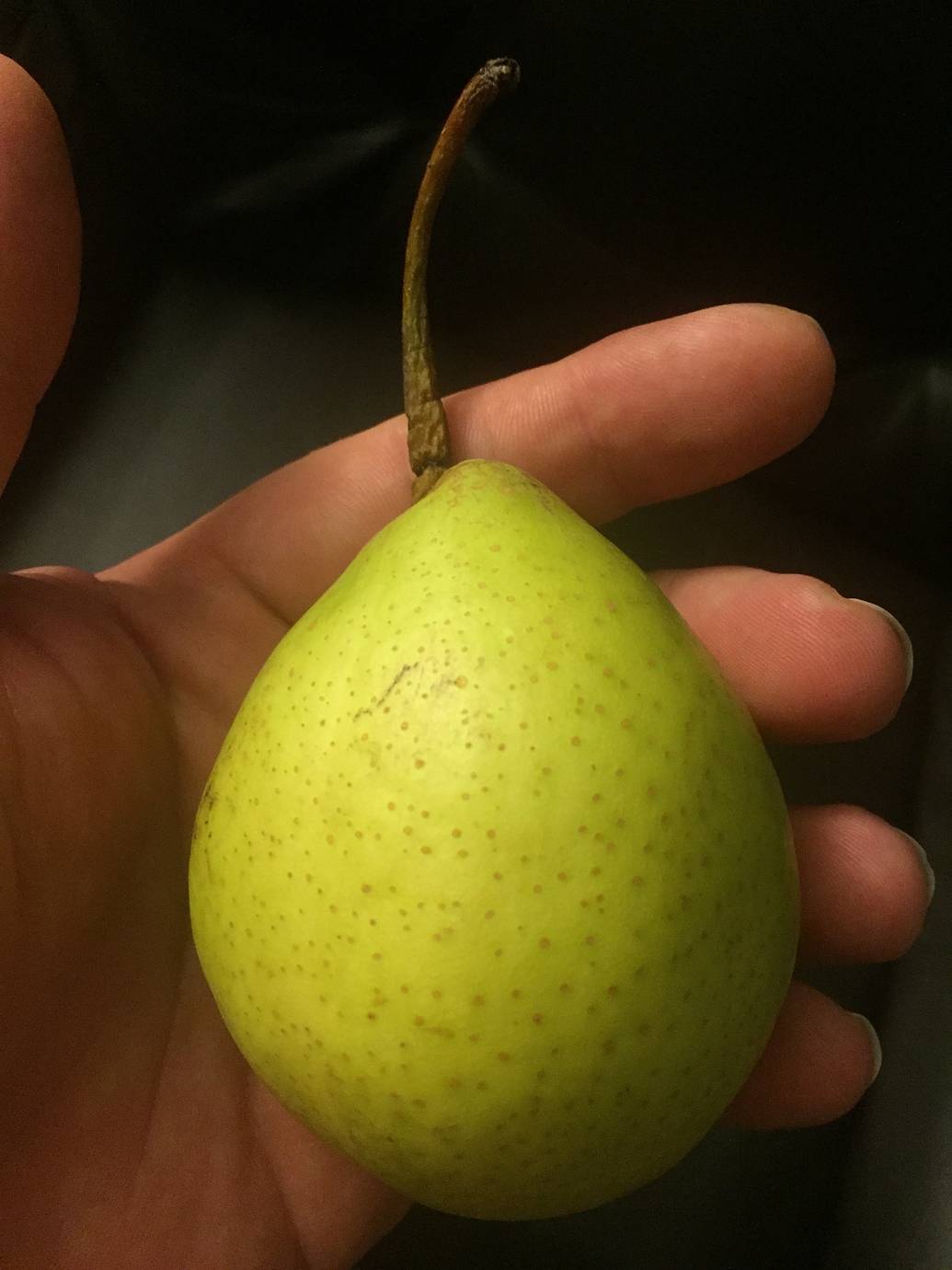 Ya Li aka yali pear - General Fruit Growing - Growing Fruit