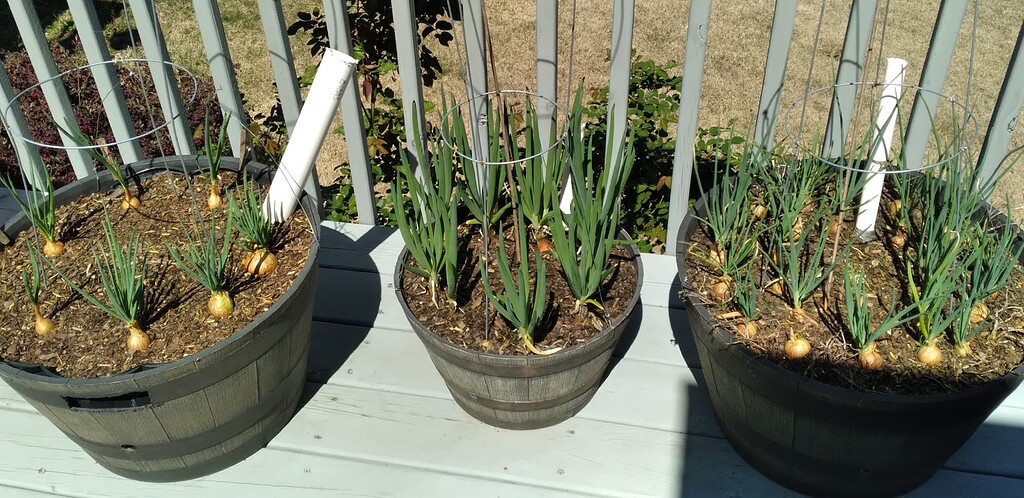 Not your large grocery size onions - Pictures! - Growing Fruit
