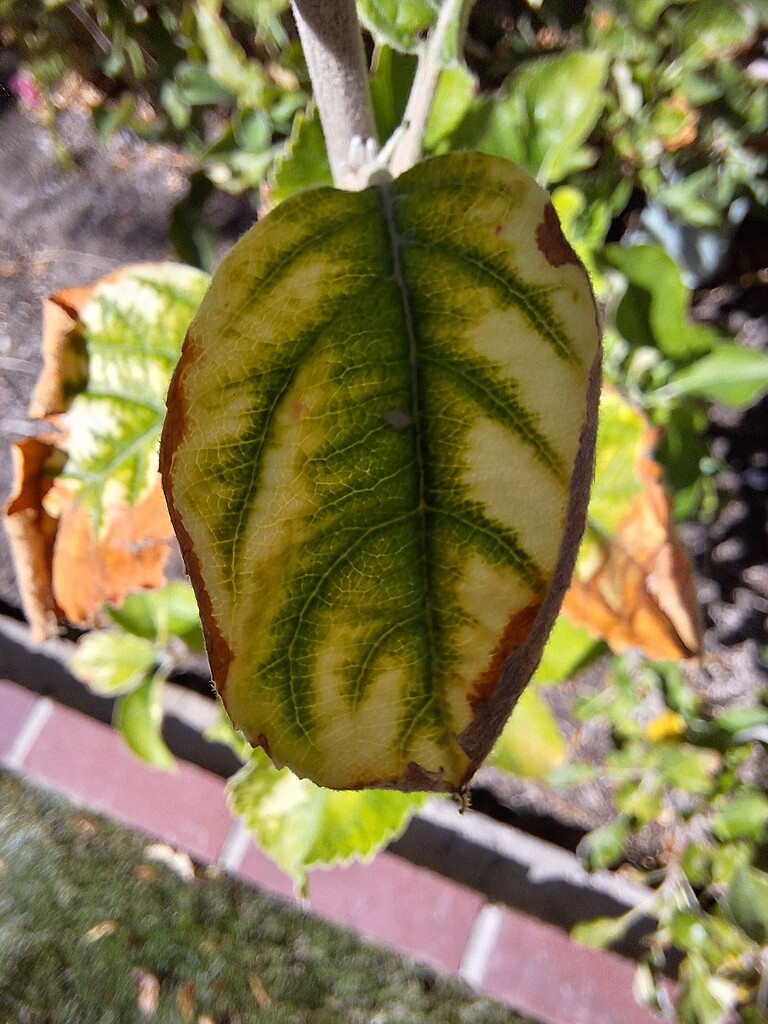 Apple Leaf Discoloration - General Fruit Growing - Growing Fruit