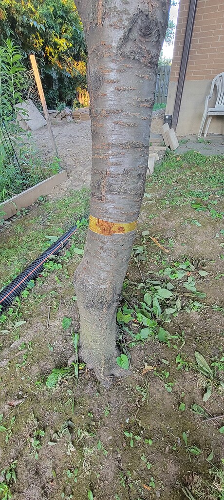Cherry tree has ring on it's trunk - General Fruit Growing - Growing Fruit
