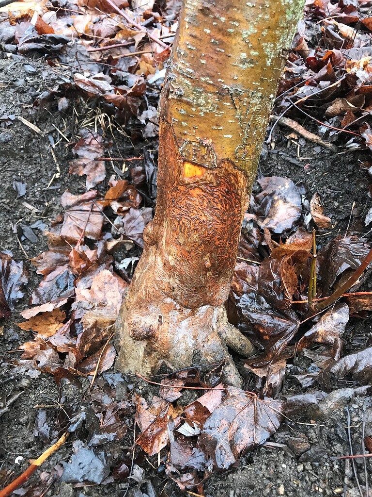 Can I save this vole girdled Liberty apple? - General Fruit Growing ...