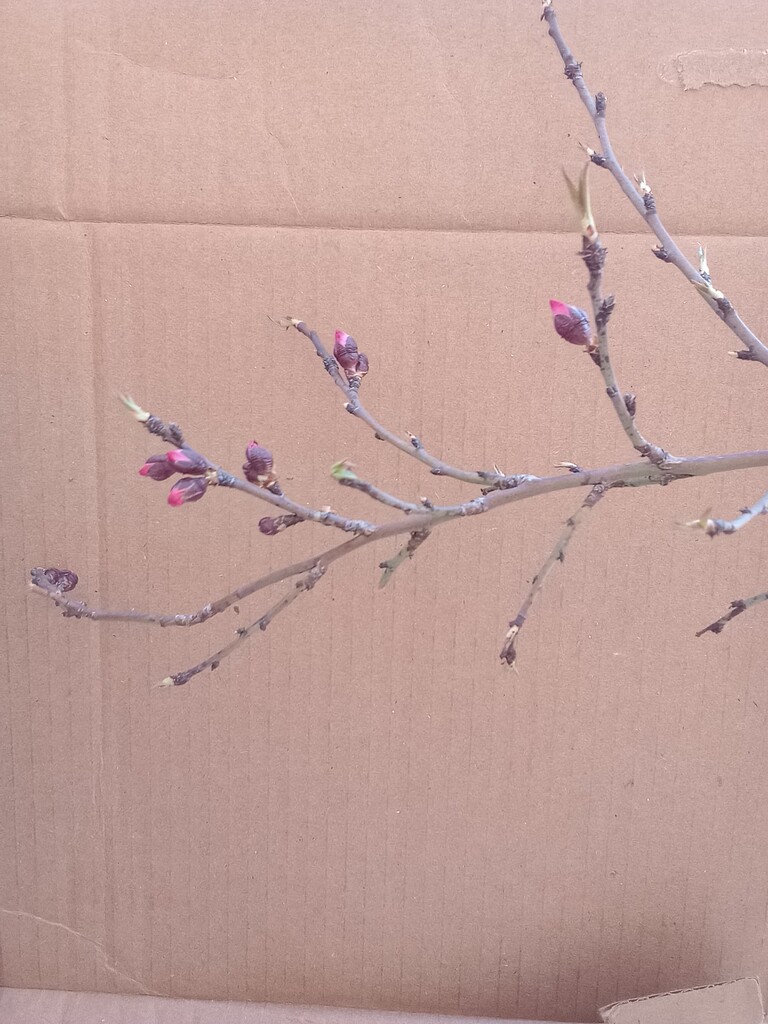 Marcona almond x peachmond hybrid - General Fruit Growing - Growing Fruit