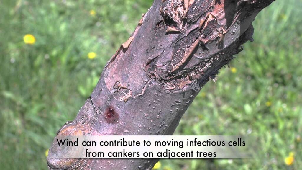 Fire blight and cankers - General Fruit Growing - Growing Fruit