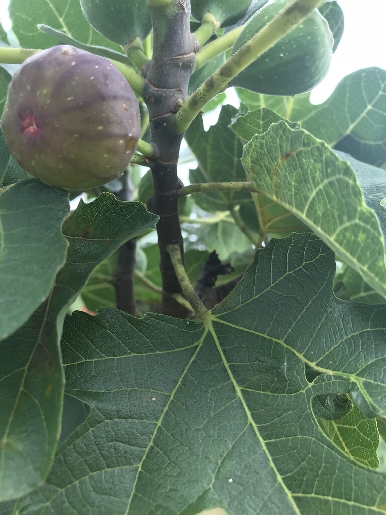 Fig close node spacing? - General Fruit Growing - Growing Fruit