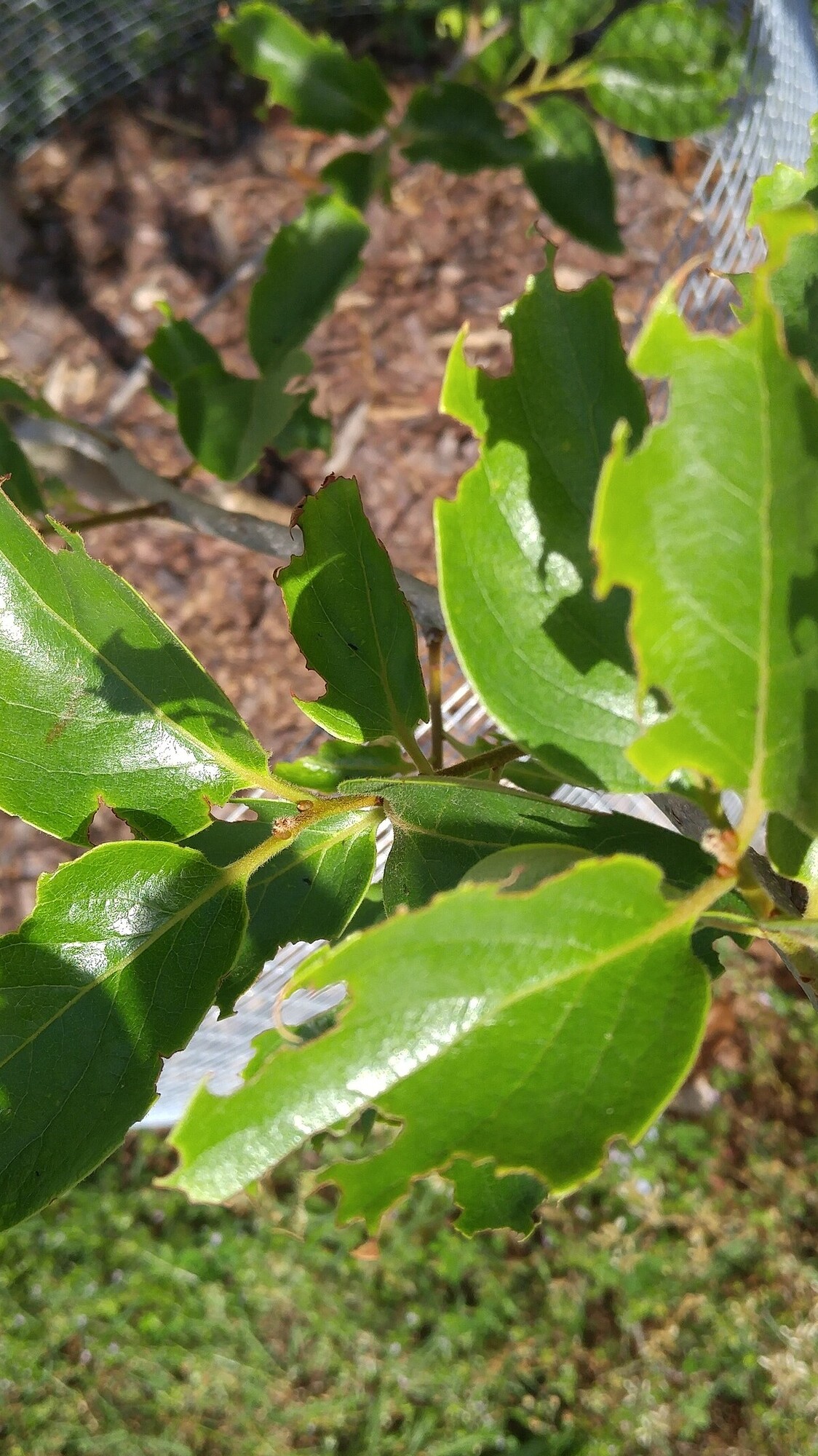 Holes in persimmon leaves? Ants, beetles? - General Fruit Growing ...