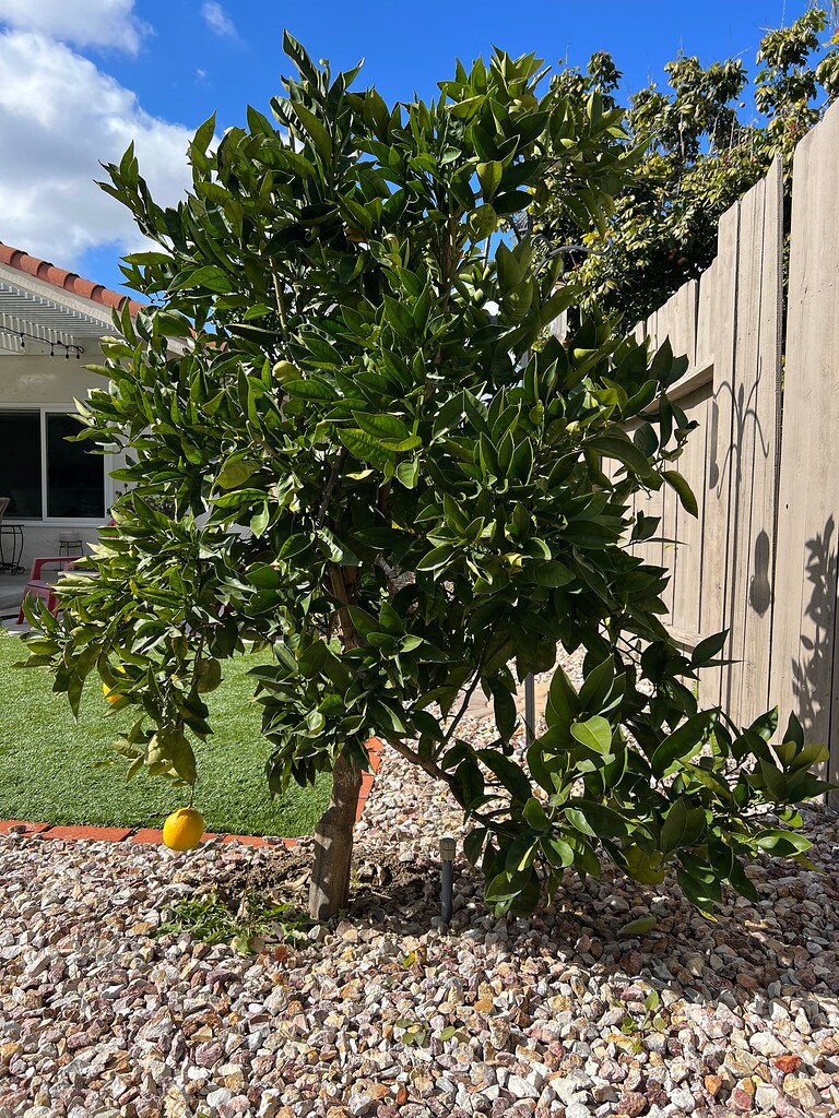 Only 2 oranges on my tree this year. What's going on? - General Fruit ...