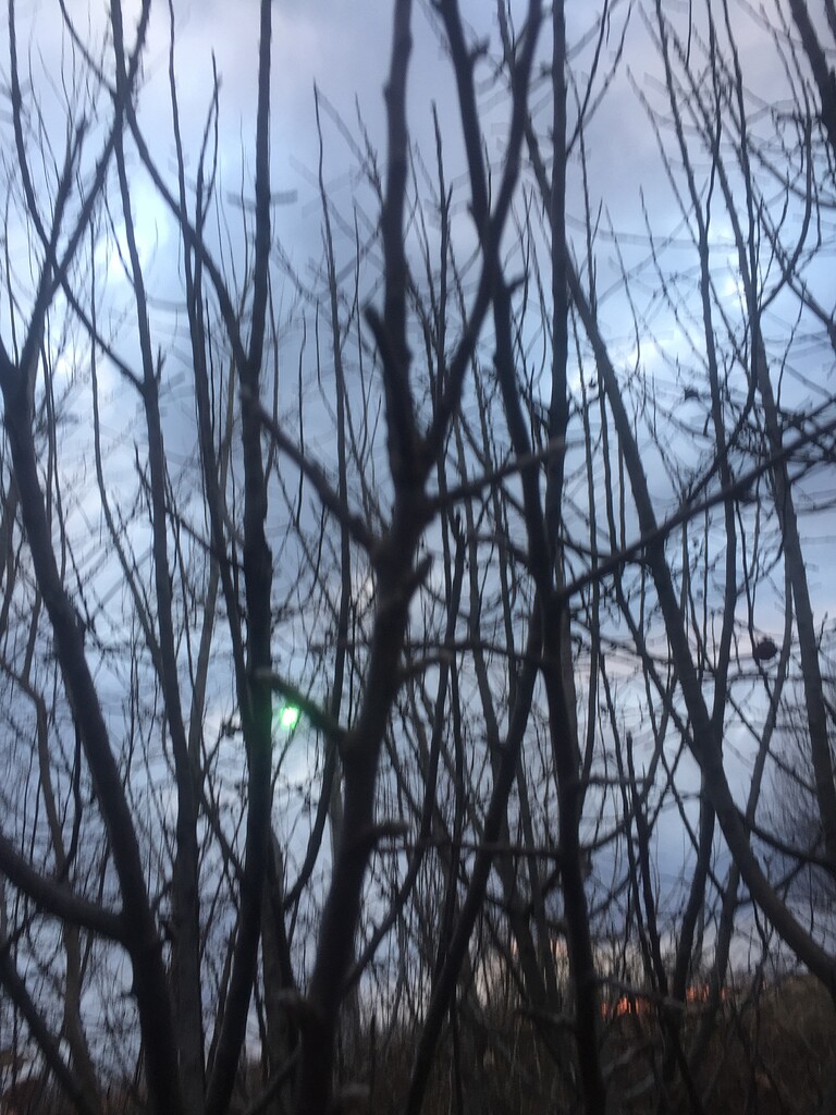 Unusual spur type apple tree growth - General Fruit Growing - Growing Fruit