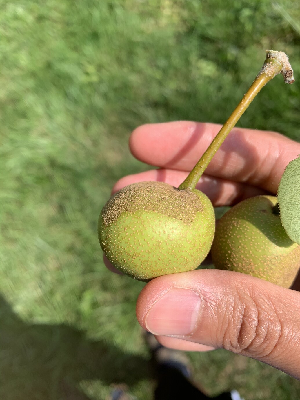Deformed pears - General Fruit Growing - Growing Fruit
