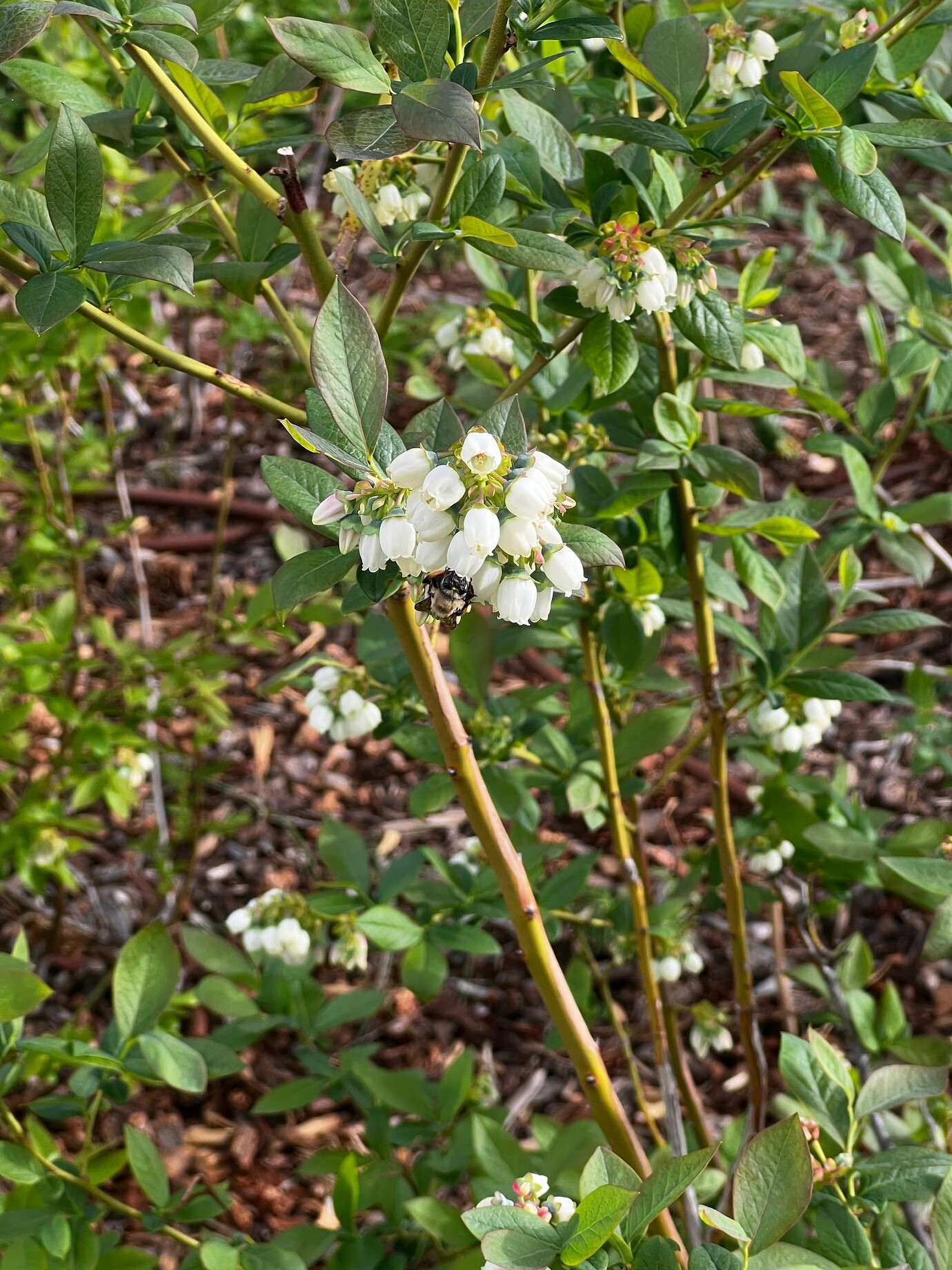 Blueberry pH maintenance - General Fruit Growing - Growing Fruit