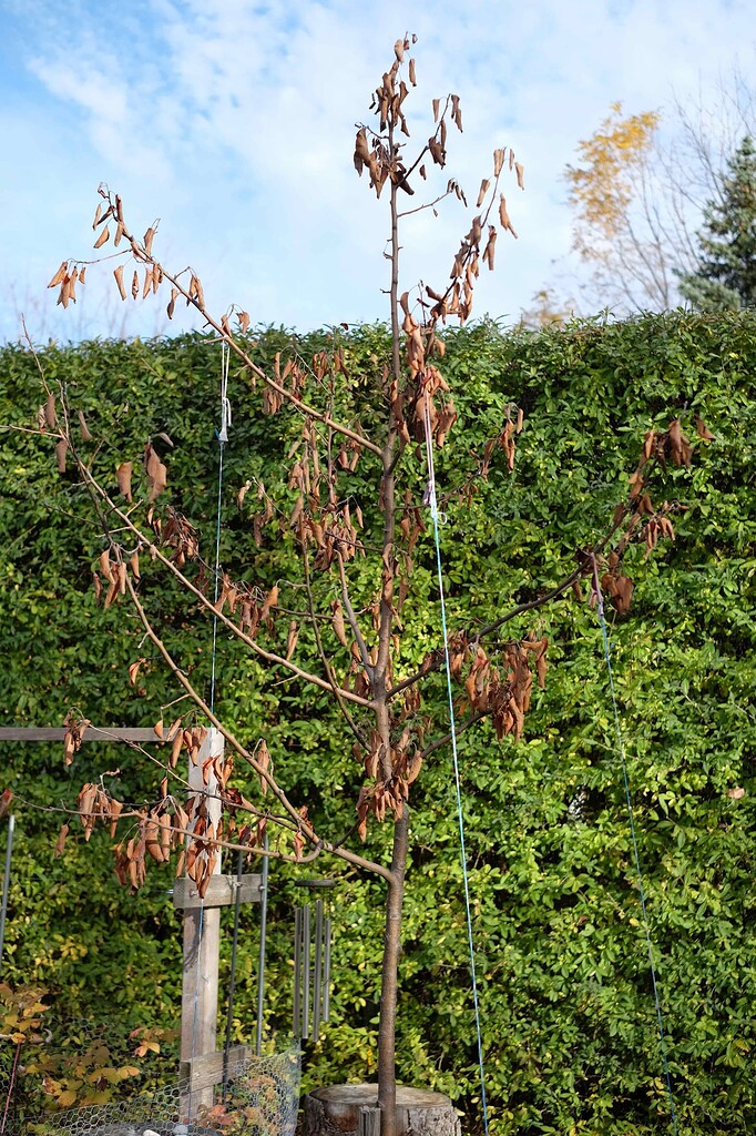 Dead Apple Tree? - General Fruit Growing - Growing Fruit