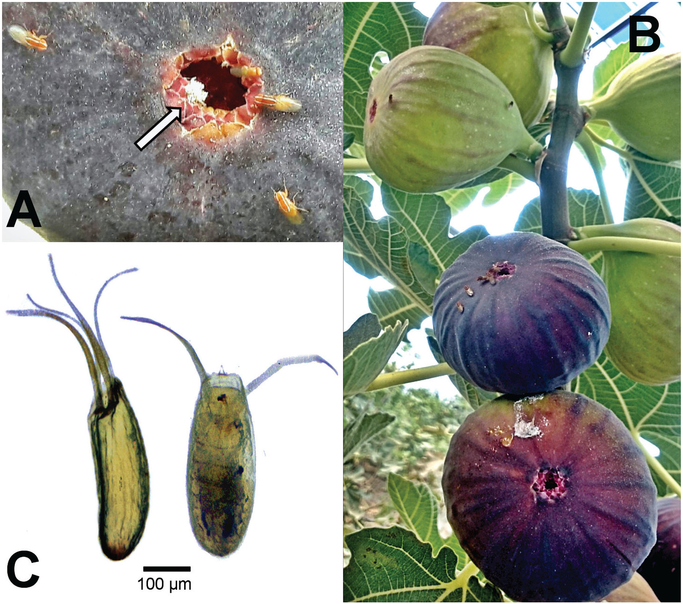 Figs and Fruit Flies - General Fruit Growing - Growing Fruit