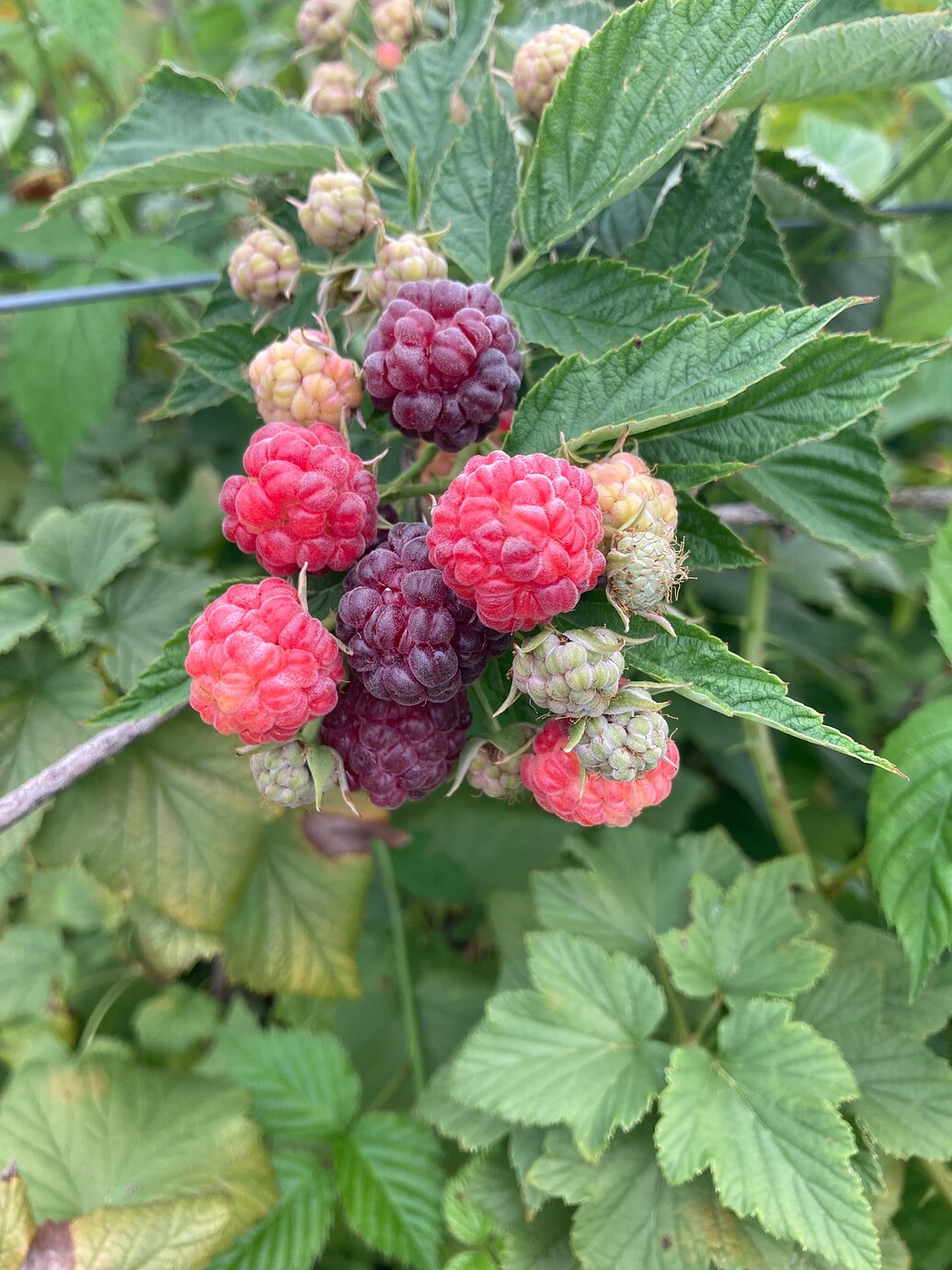 Raspberry Pruning Guide - General Fruit Growing - Growing Fruit