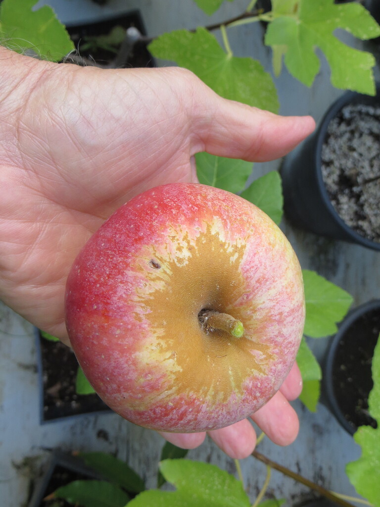My first Gideon Sweet apple - General Fruit Growing - Growing Fruit