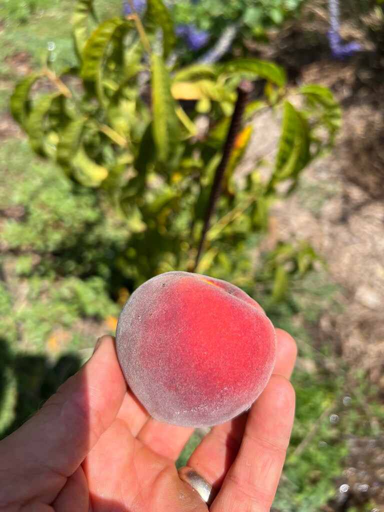 Cal Red peach a winner in inland So Cal - General Fruit Growing ...