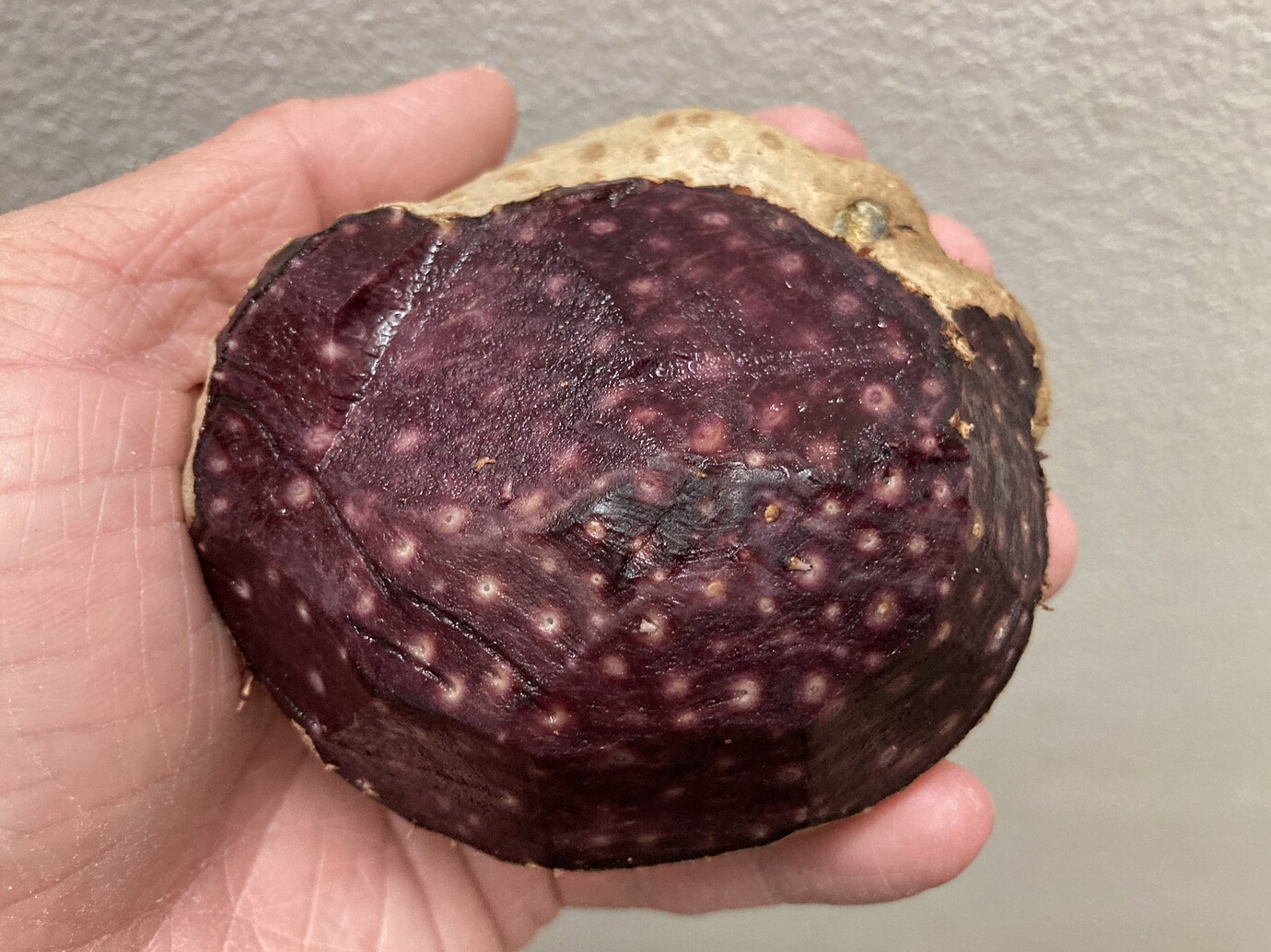 The quest for Ube (dioscorea alata) - General Gardening - Growing Fruit