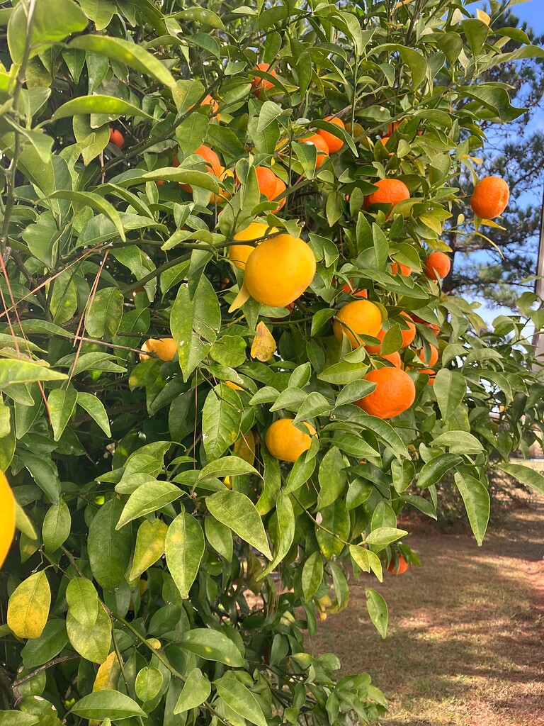 Growing citrus outside the citrus belt - General Fruit Growing ...