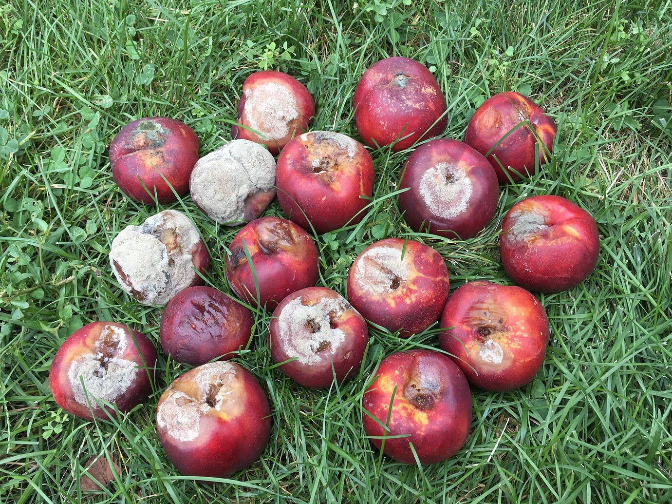 Plum crack hose - General Fruit Growing - Growing Fruit