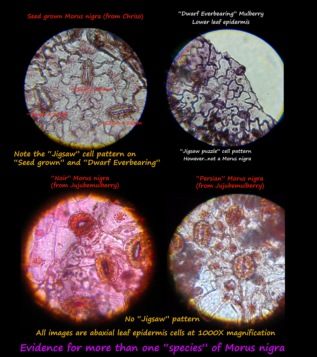 Morus nigra mulberry? - General Fruit Growing - Growing Fruit