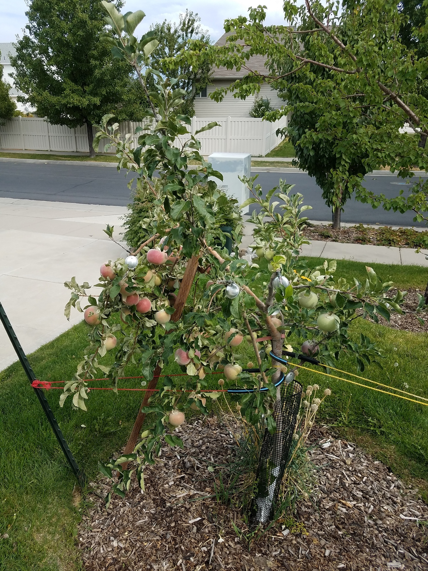 Akane Apple - General Fruit Growing - Growing Fruit