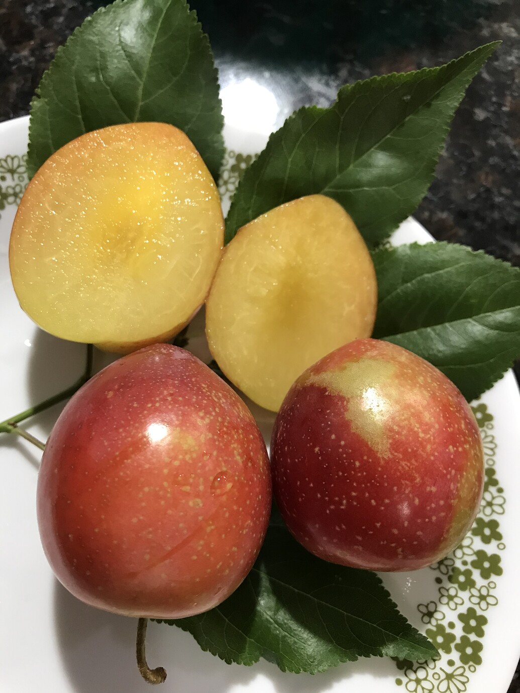 Sweet Treat Pluerry in Maritime Pacific Northwest - General Fruit ...