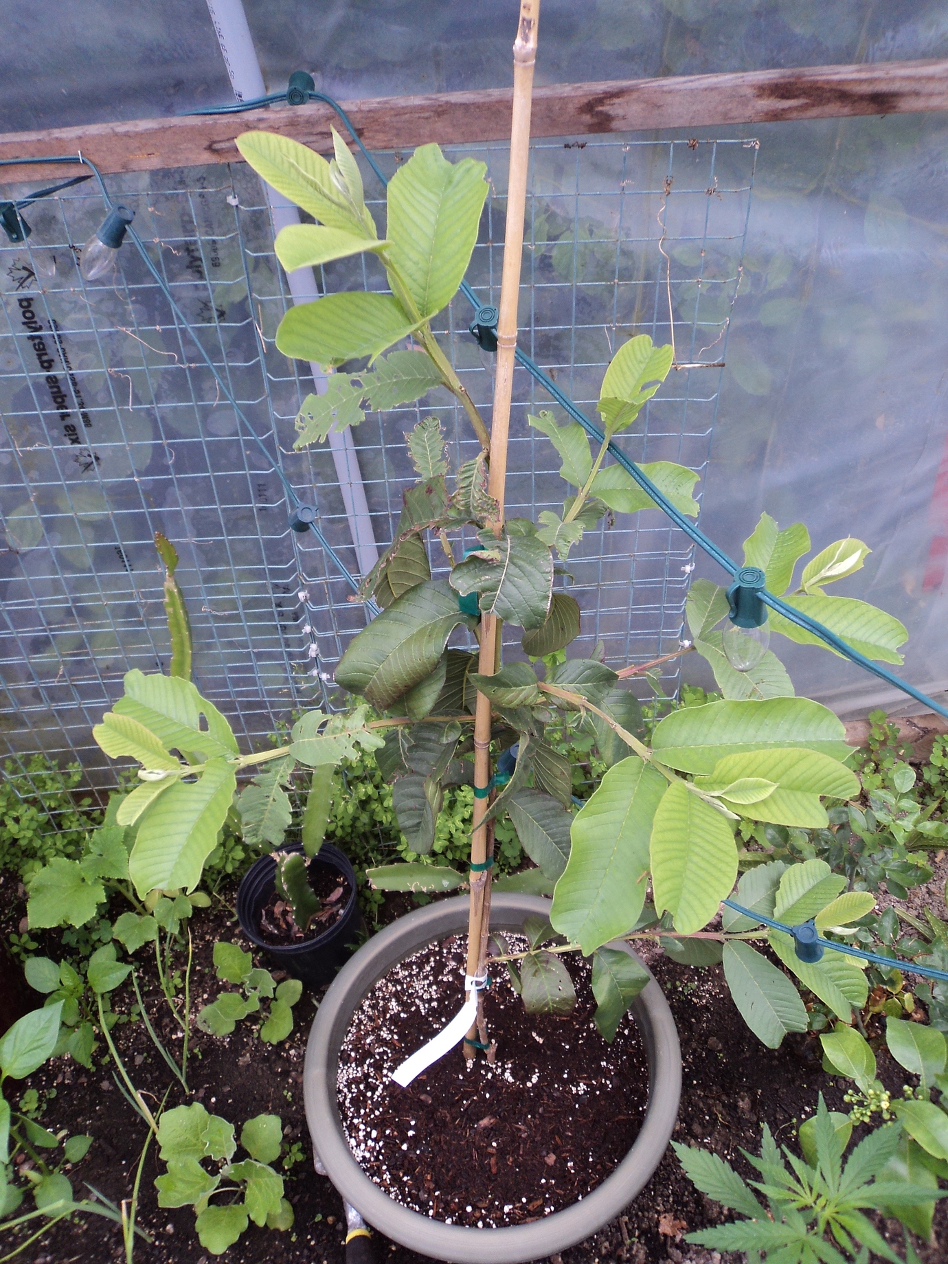 Ruby Supreme Guava - General Fruit Growing - Growing Fruit