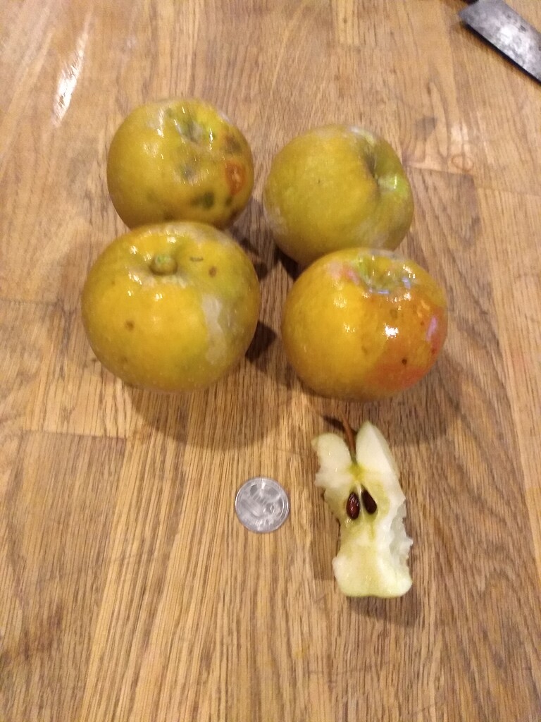 Hudson golden gem - General Fruit Growing - Growing Fruit