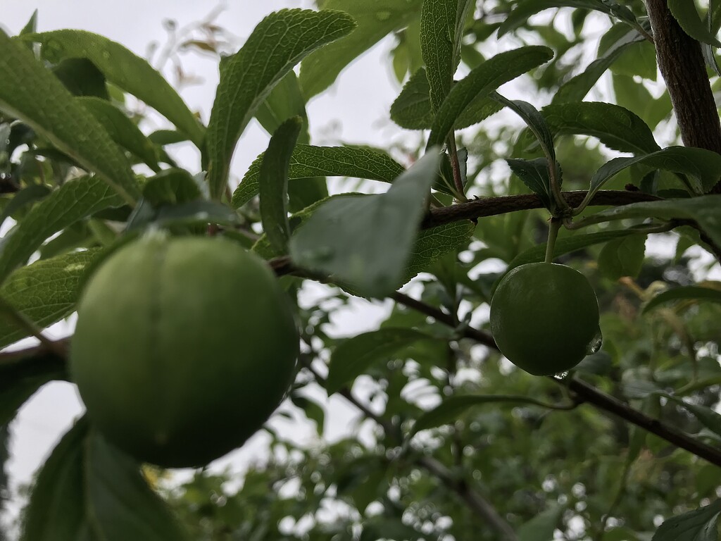 Pawpaw, Emerald Beaut Plum and others fruits trees in Seattle areas ...