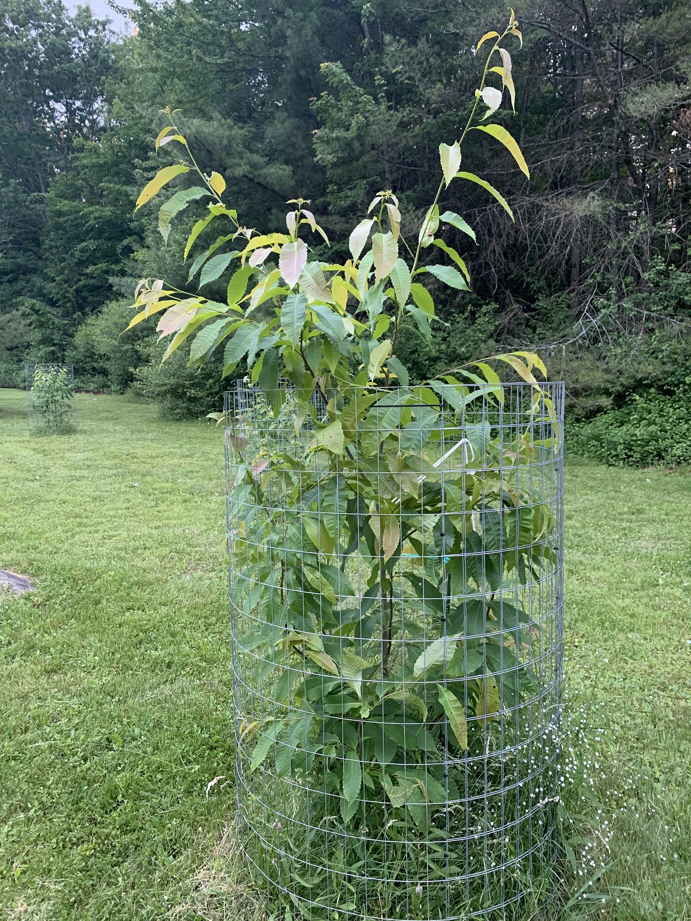 Growing out of tree tubes - Next steps? - General Fruit Growing ...