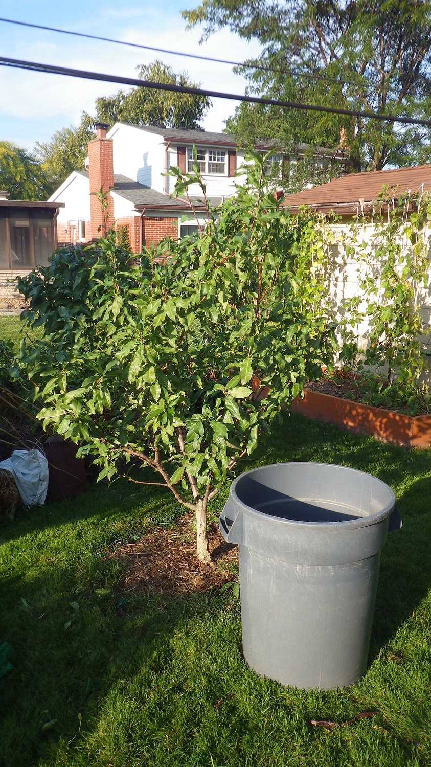 Help Wanted: Peach, Plum, and Pluot scion advice - General Fruit ...