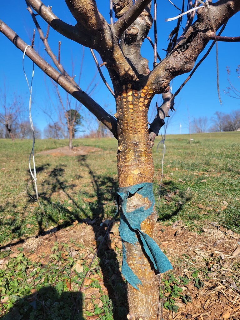 Sapsuckers! - General Fruit Growing - Growing Fruit