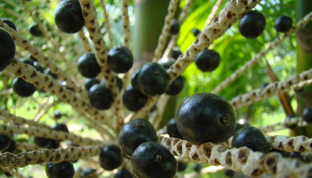 Acai fruit threaten the rainforest? - General Fruit Growing - Growing Fruit