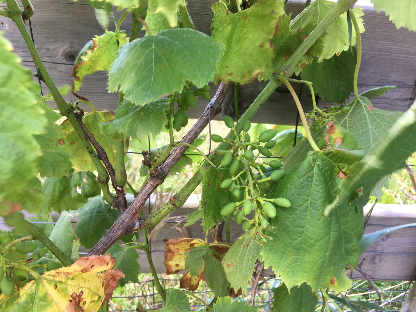 Hope Grapes - General Fruit Growing - Growing Fruit