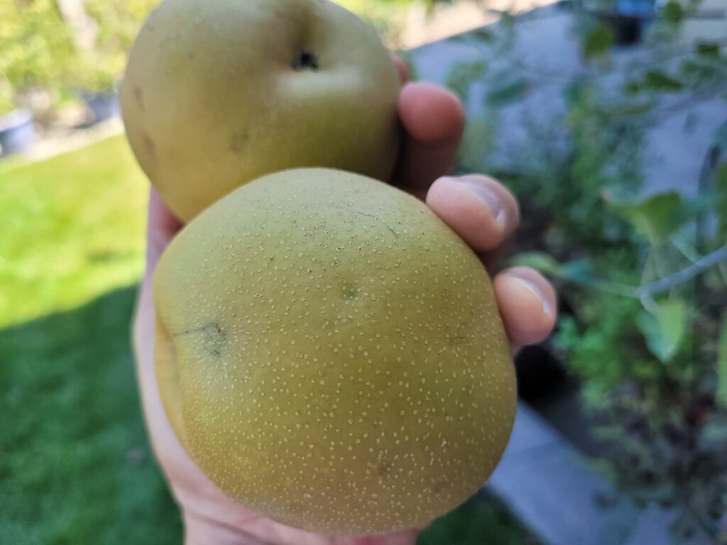 Asian pear hybrid. I crossed Korean Giant with Mishirasu and called it ...