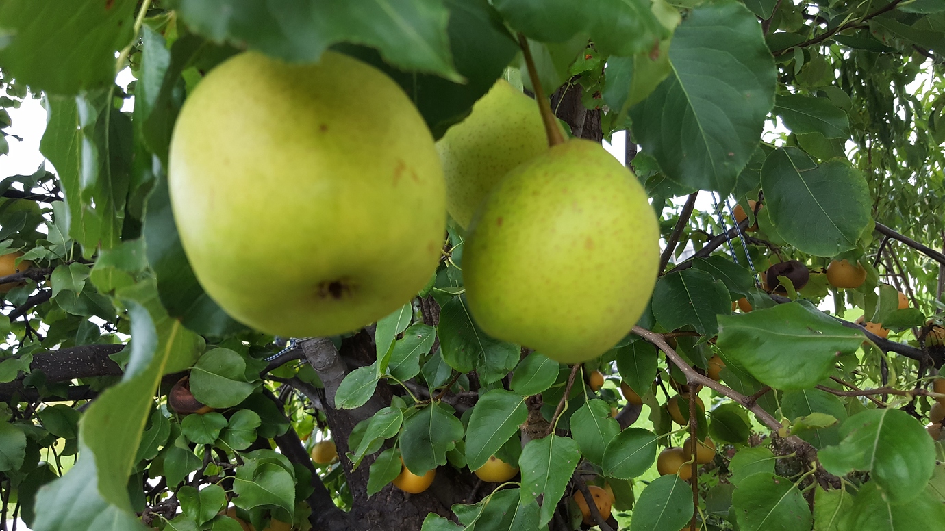 Who's growing the Xinjiang Fragrant Pear? - General Fruit Growing ...