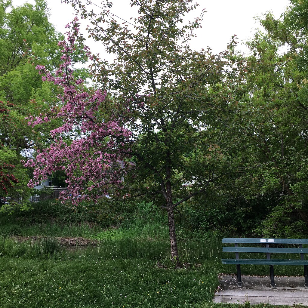 Ornamental plum ID? - General Gardening - Growing Fruit