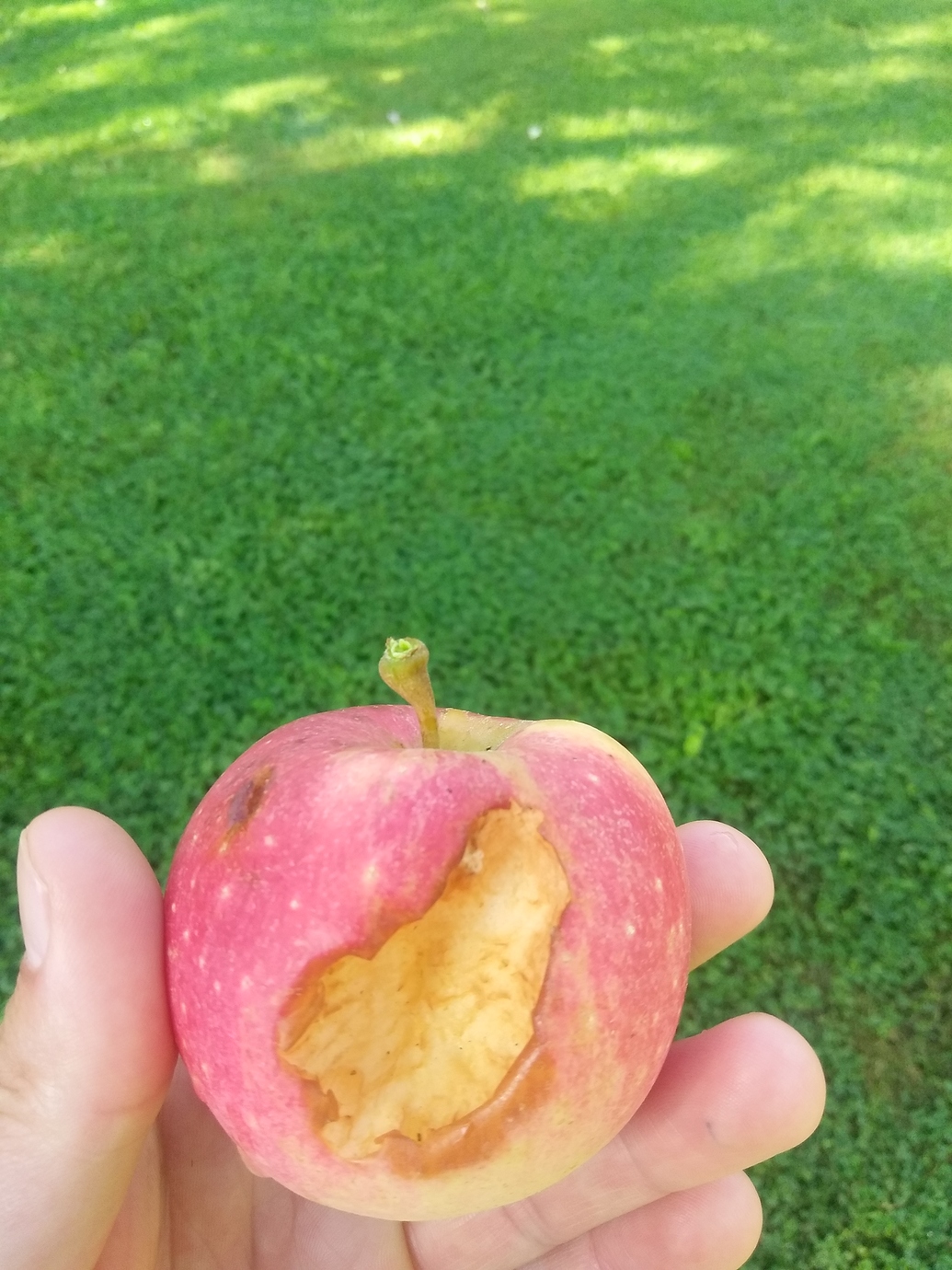Please help ID apple damage - General Fruit Growing - Growing Fruit