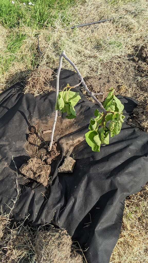 Newly planted Figs wilting - General Fruit Growing - Growing Fruit