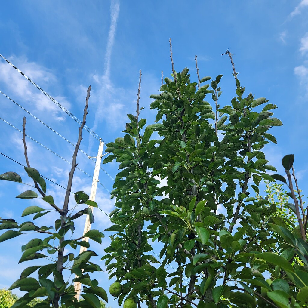 Pear branches growth with no leaves - General Fruit Growing - Growing Fruit