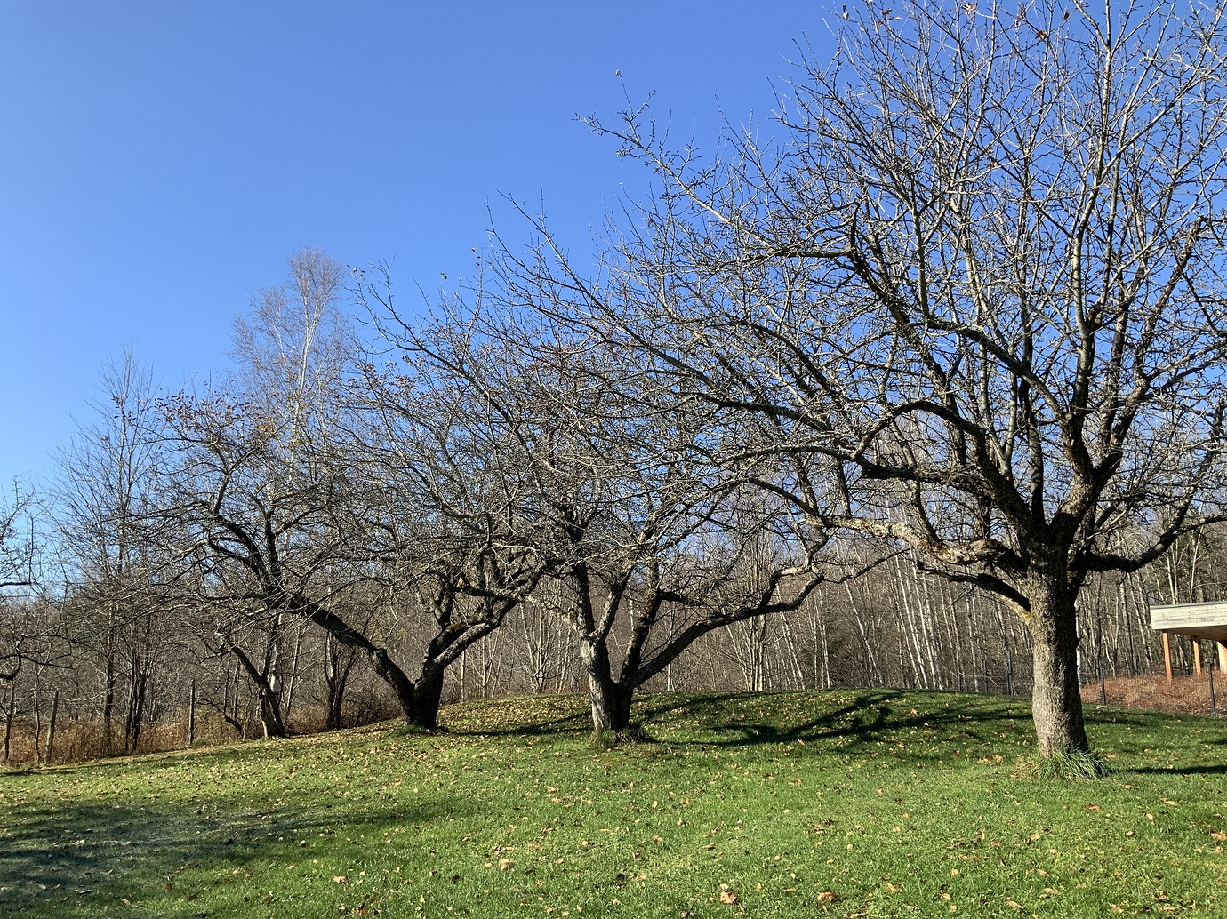 Antonovka Apple Trees (not rootstocks) - General Fruit Growing ...