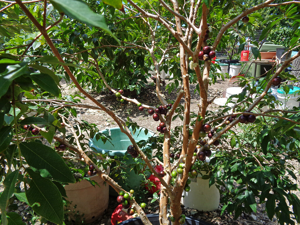Jabo is fruitng again - General Fruit Growing - Growing Fruit
