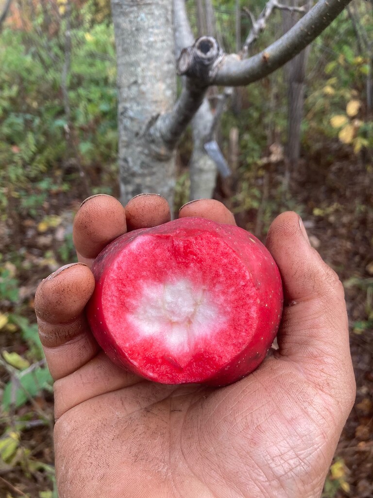 Redfield apple - General Fruit Growing - Growing Fruit